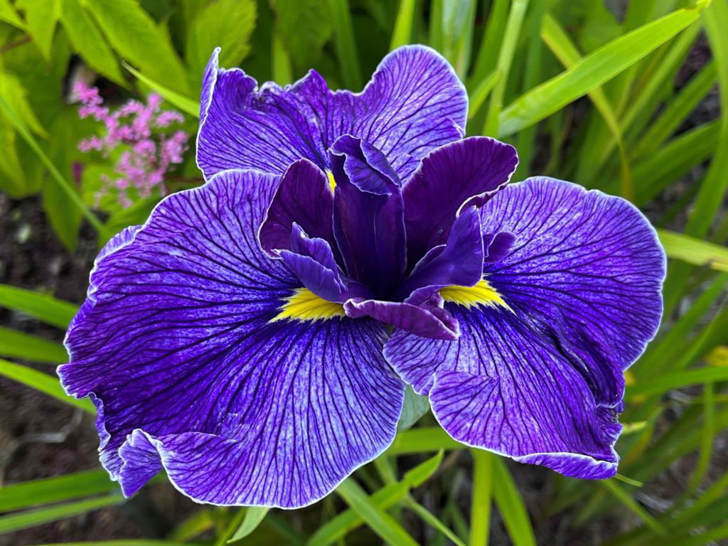 Bushido | Harbour Breezes Daylilies and Japanese Iris at Jeddore on Eastern Shore of NS , near ...